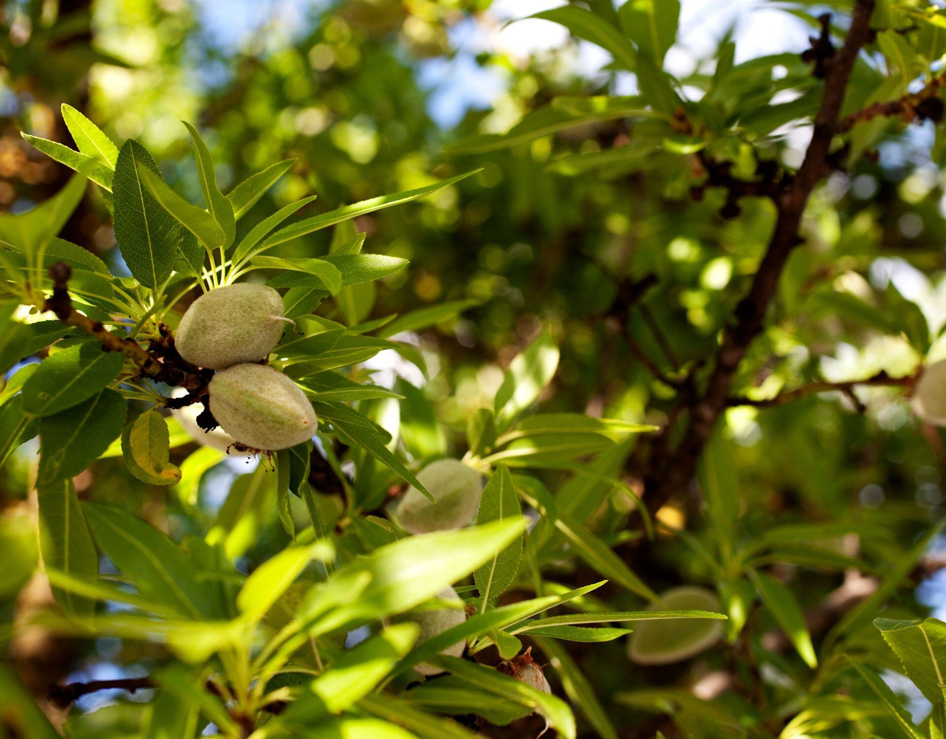 The Top 5 Diseases Affecting Almonds in California